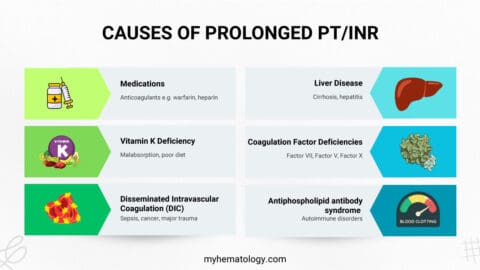 Prothrombin Time & INR: Principle, Protocol & Interpretation