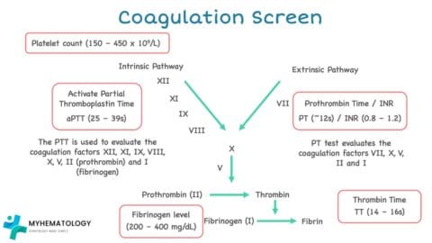 CBC with Differential and Other Haematological Reference Ranges