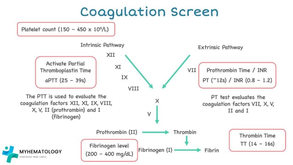 CBC with Differential and Other Haematological Reference Ranges