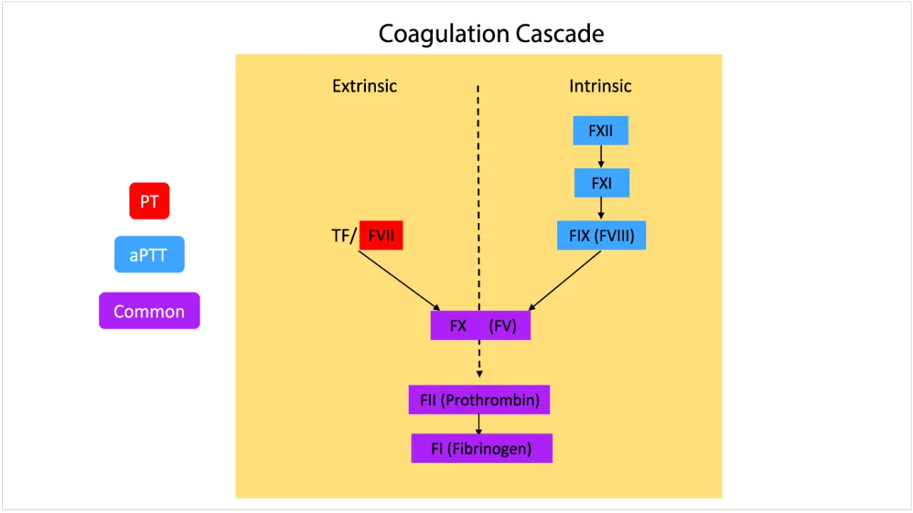Prothrombin Time And Inr Principle Protocol And Interpretation