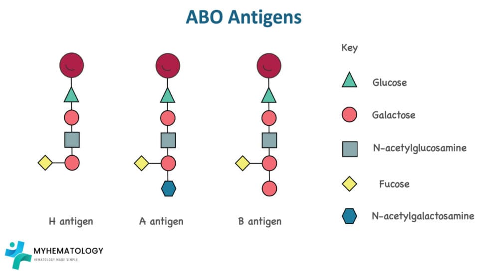 ABO Blood Group System: Antigens, Typing and Tests