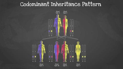 ABO Blood Group System: Antigens, Typing and Tests