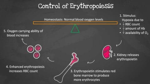 Red Blood Cells (RBCs): Function, Development and Counts