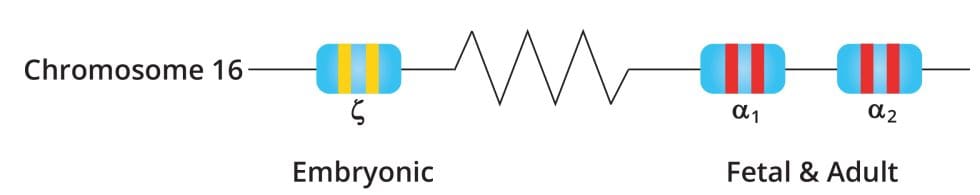 Alpha Thalassemia: Causes, Symptoms, Diagnosis & Treatment