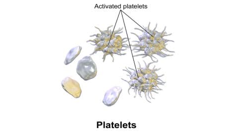 Platelet (Thrombocyte): Function, Composition & Production