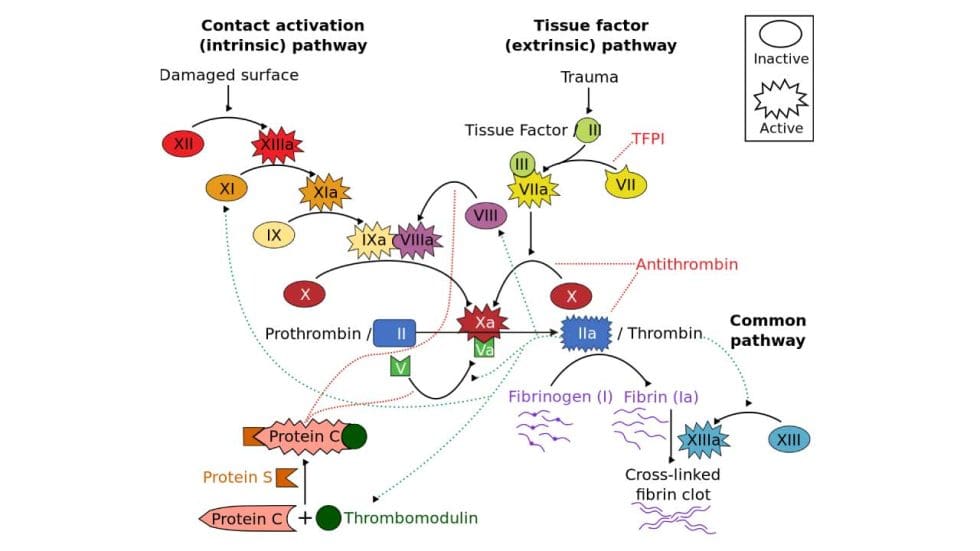 Hemostasis: Physiology, Stages, Key Players & Disorders