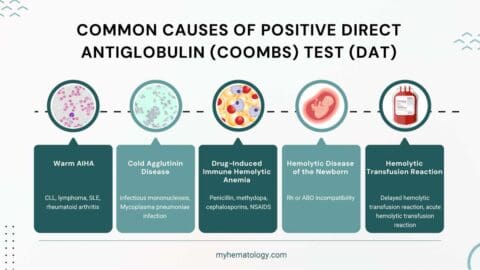 Direct Antiglobulin (Coombs) Test or DAT: Principle & Procedure