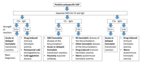 Direct Antiglobulin (Coombs) Test or DAT: Principle & Procedure