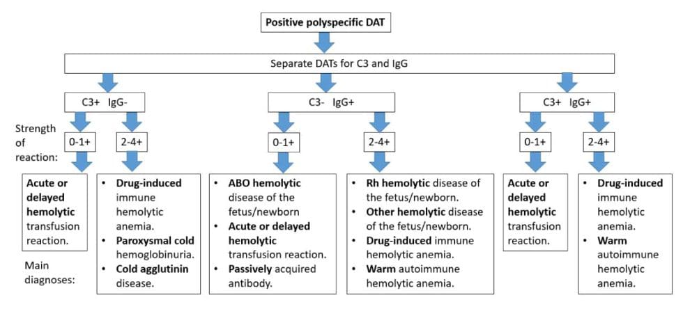 Direct Antiglobulin (Coombs) Test or DAT: Principle & Procedure