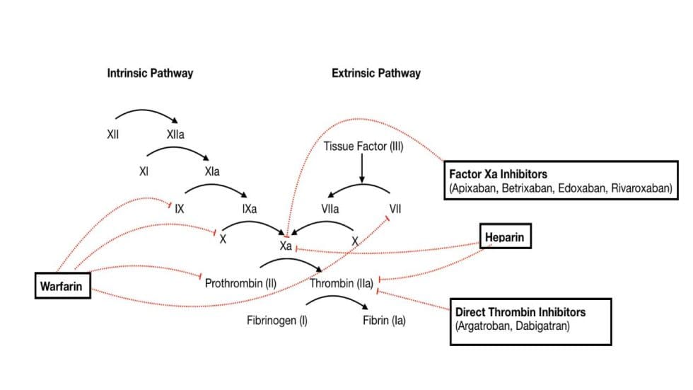 Coagulation Cascade (Secondary Hemostasis): Pathways & Factors