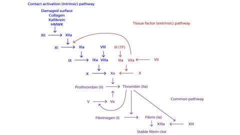Coagulation Screening Panel (Coagulation Panel) Interpretation