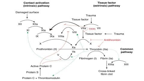 Coagulation Cascade (Secondary Hemostasis): Pathways & Factors