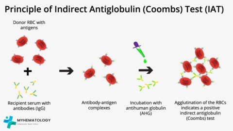 Indirect Antiglobulin (Coombs) Test (IAT): Principle & Procedure