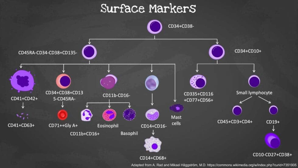 Identification of Hematopoietic Cell Surface Markers: CD34 & More