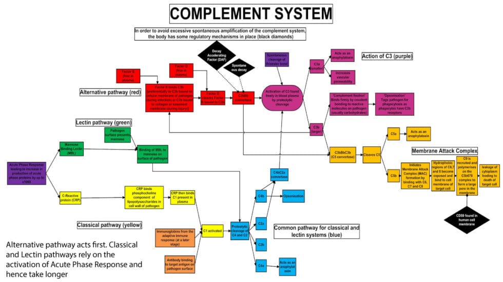 Autoimmune Hemolytic Anemia (AIHA): Warm AIHA & CAD