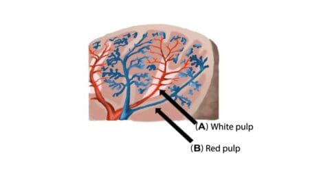 Spleen: Function, Causes of Splenomegaly & Splenic Pain