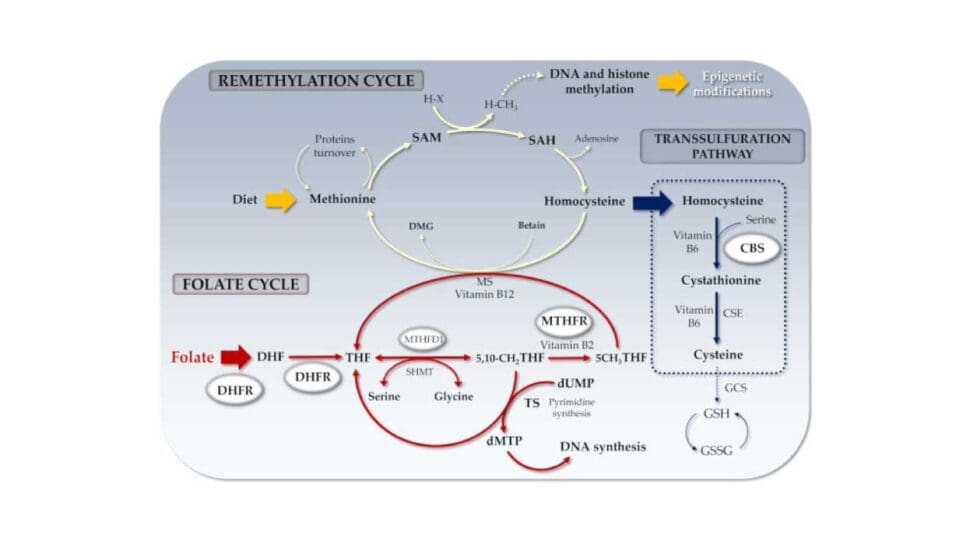 Homocysteine: Causes & Symptoms of Hyperhomocysteinemia