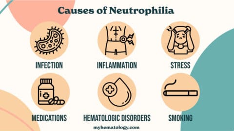 Neutrophilia or High Neutrophils and Absolute Neutrophilia