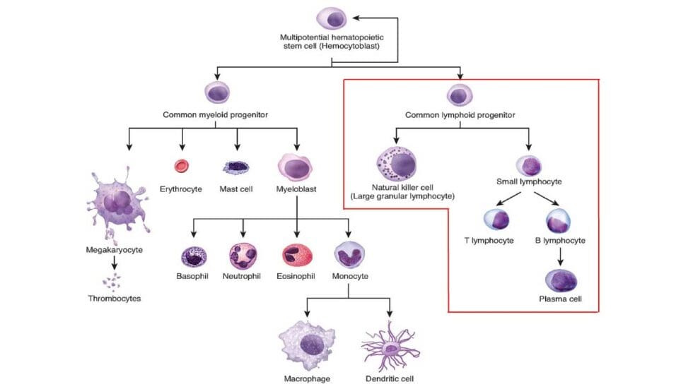 Lymphopenia or Low Lymphocytes: Causes, Symptoms & Treatment