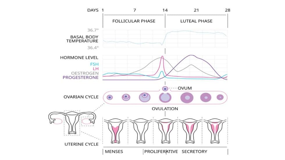 Understanding the Causes of Menorrhagia: Symptoms & Treatment